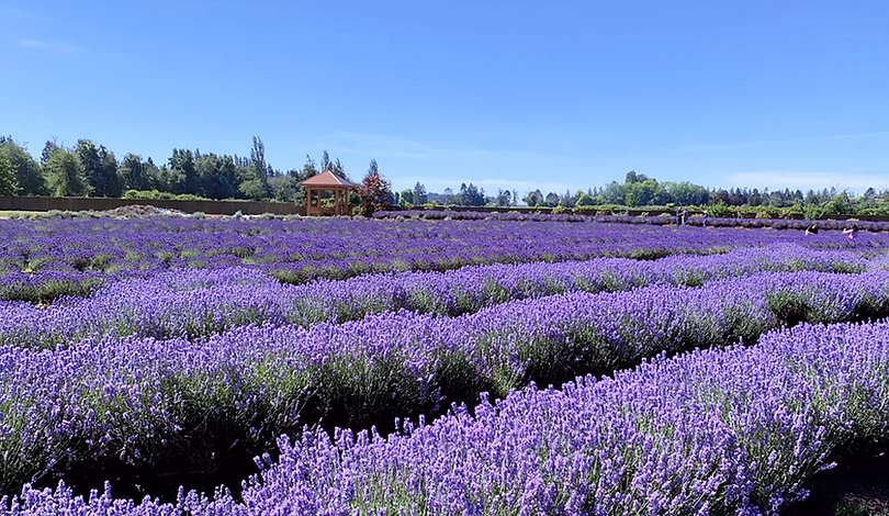 VISIT – Lavenderland