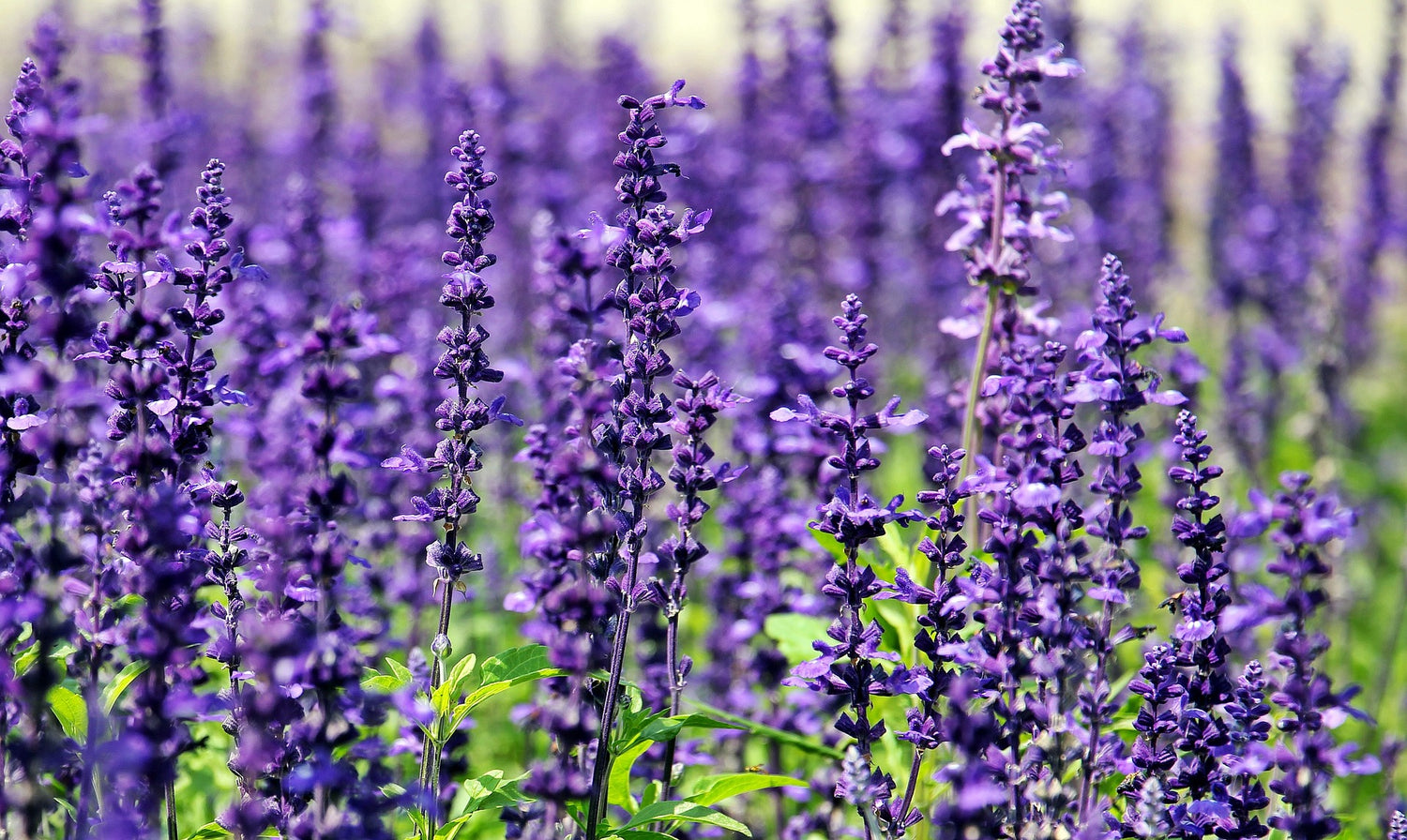 Lavenderland